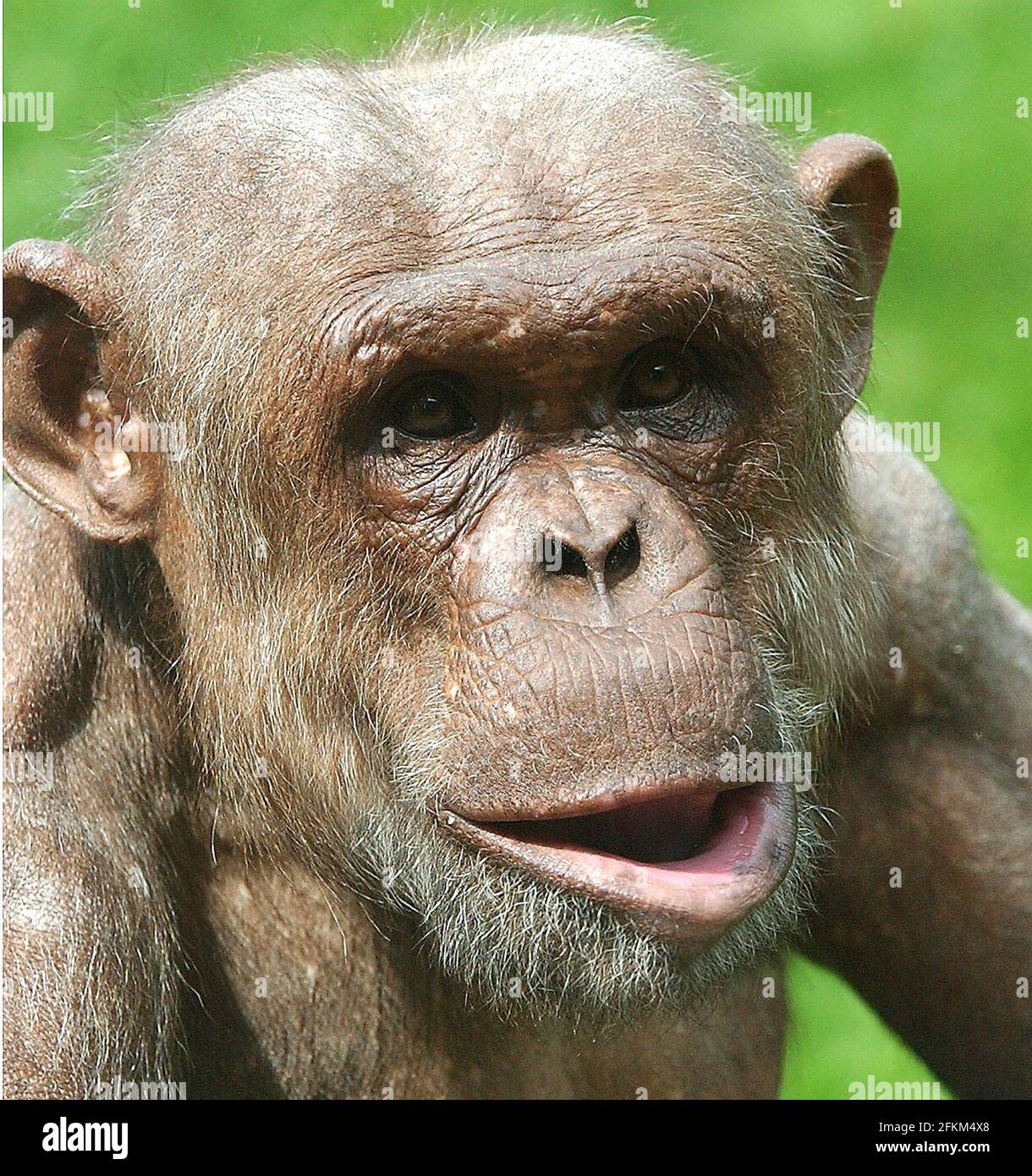 CHIMPANZEE JAMBO GROWING HAIR FOR THE FIRST TIME IN 5 YEARS AT TWYCROSS ...