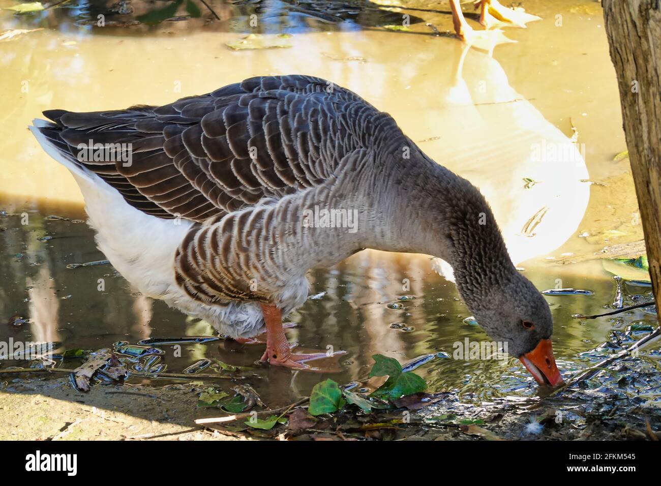 A goose drinking water from a puddle Stock Photo - Alamy