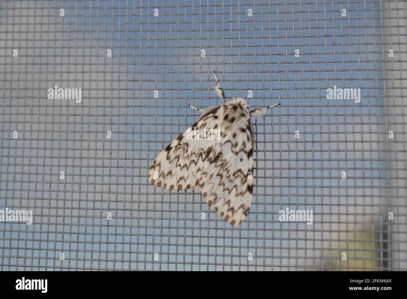A large gray moth sits on a window mesh Stock Photo - Alamy