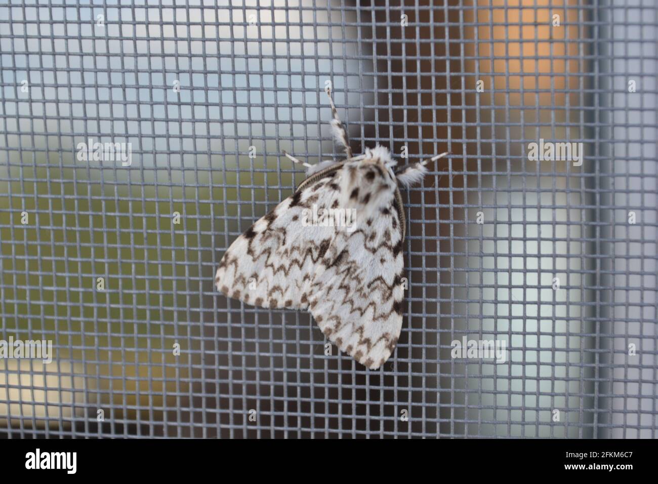 A large gray moth sits on a window mesh Stock Photo - Alamy