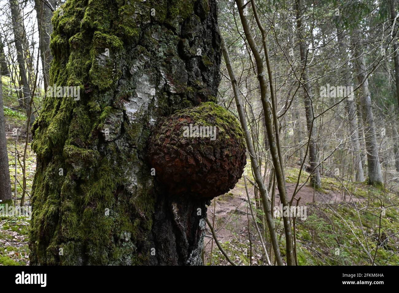 Rounded growth hi-res stock photography and images - Alamy