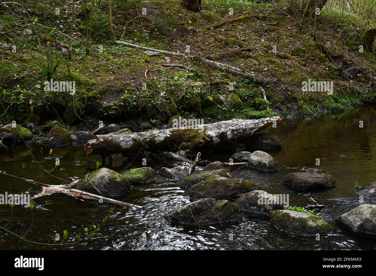 A broken tree trunk with moss that has fallen into the forest river ...