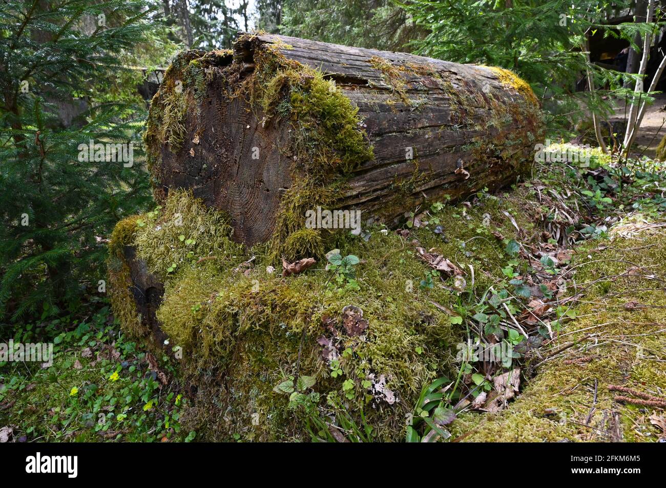 A pile of rotten wooden logs with moss in the forest in spring Stock ...