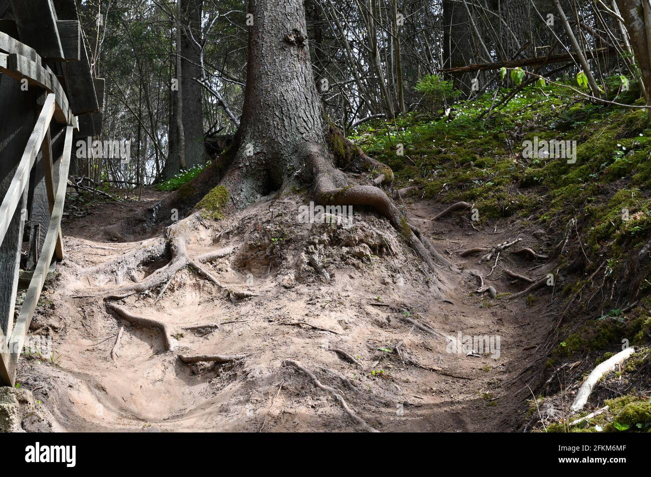 Tree root outcrop on a trail in the woods uphill in spring next to an ...