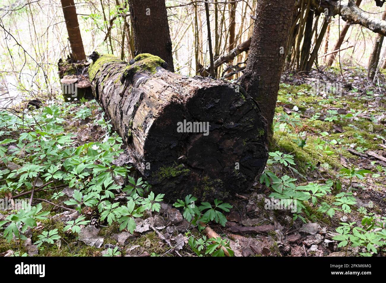 Rotten log covered with moss in the forest in spring Stock Photo - Alamy