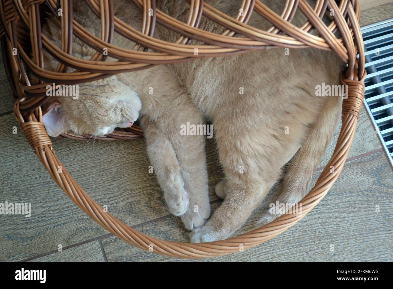 Beige ginger cat sleeps in an inverted wicker basket Stock Photo - Alamy