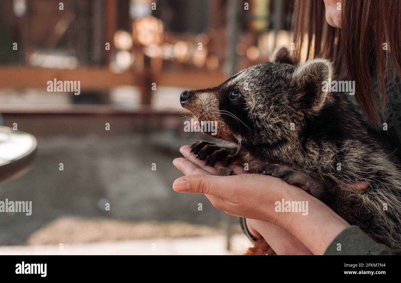 A shallow focus of a person holding an adorable raccoon in a zoo under ...