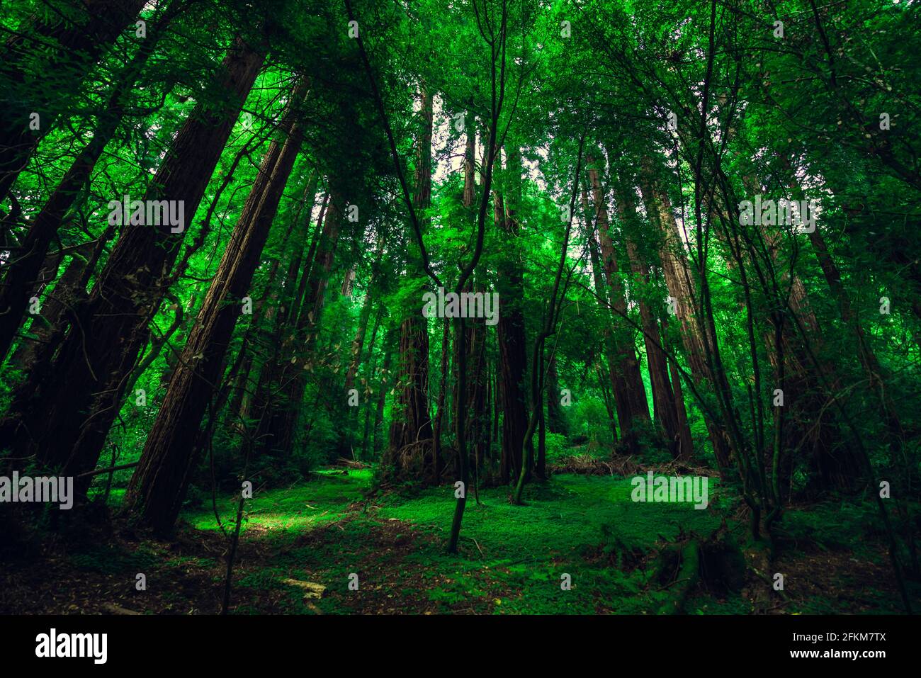 The green forest of Muir Woods National Monument in California, USA ...