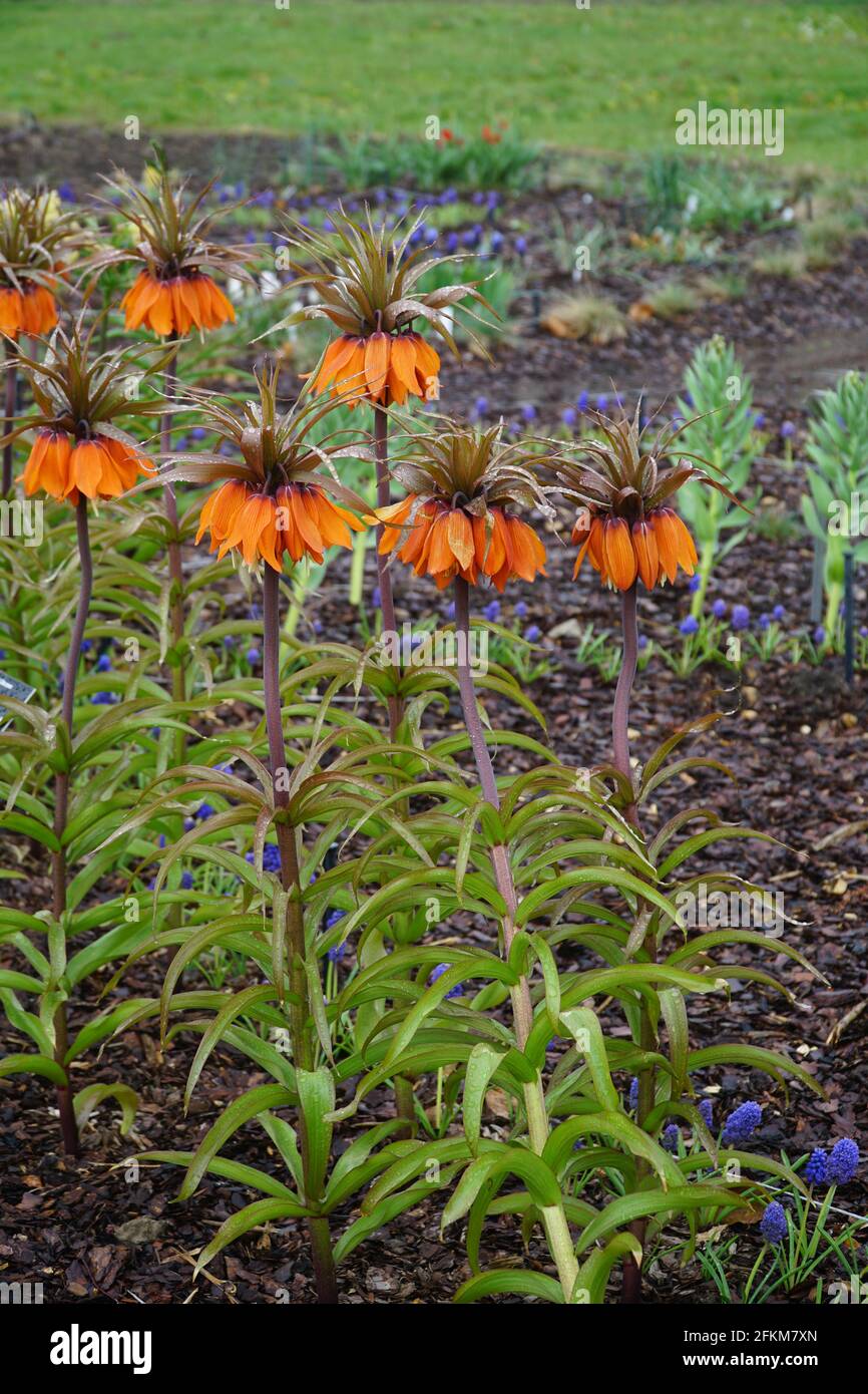 A group of orange Flowering Imperial Fritillary (Fritillaria imperialis ...