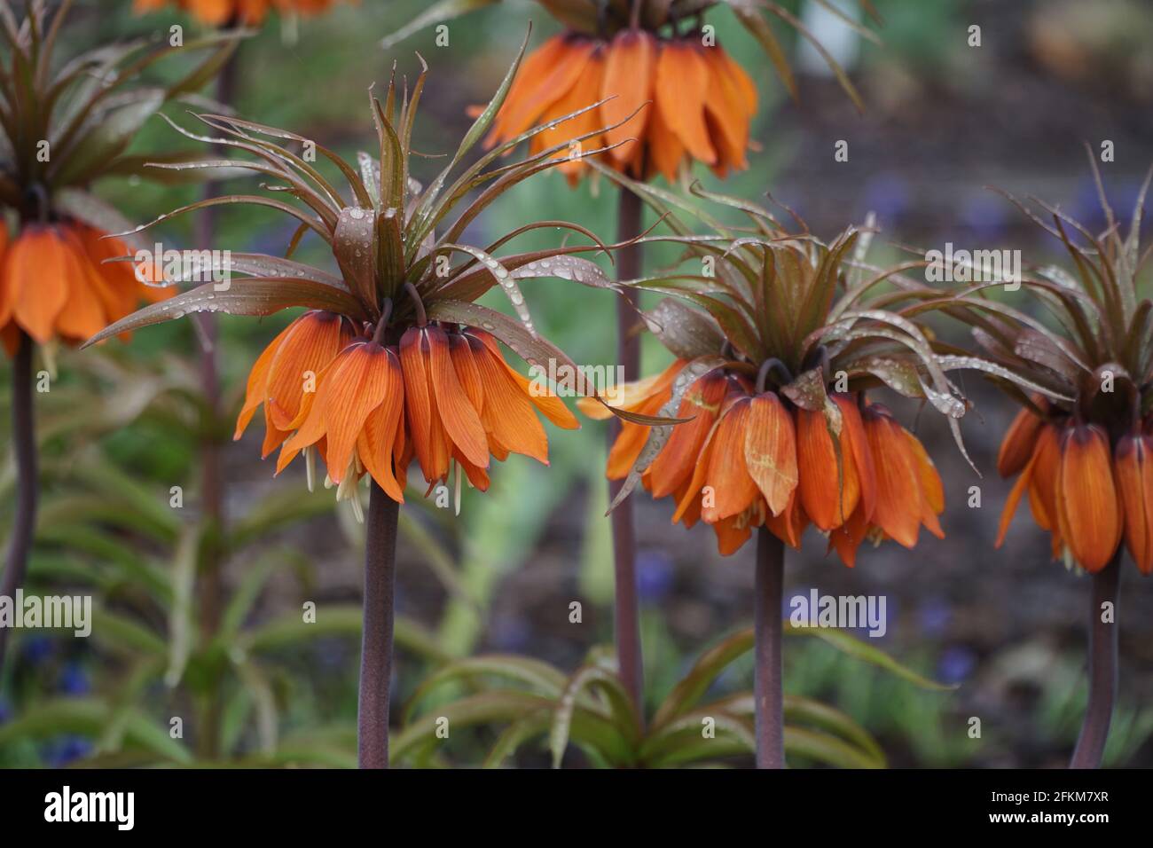 A group of orange Flowering Imperial Fritillary (Fritillaria imperialis ...