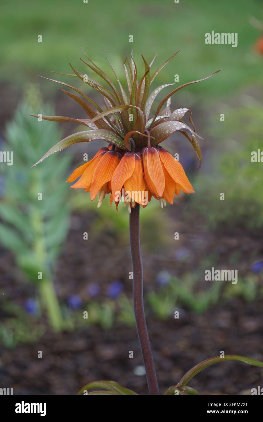 Single orange Flowering Imperial Fritillary (Fritillaria imperialis) in ...