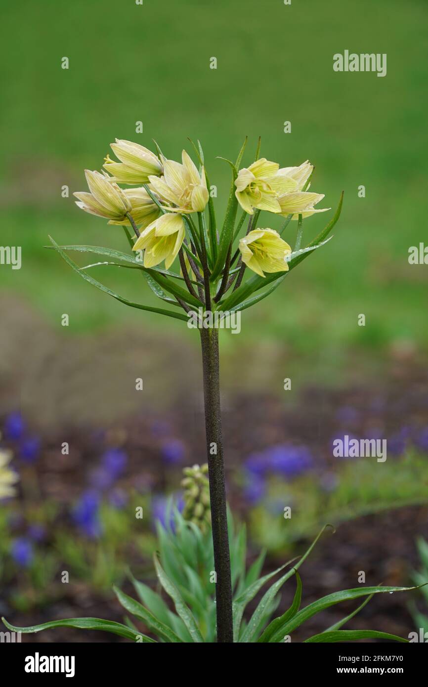 Single yellow flowering fritillaria raddeana also known as dwarf crown ...