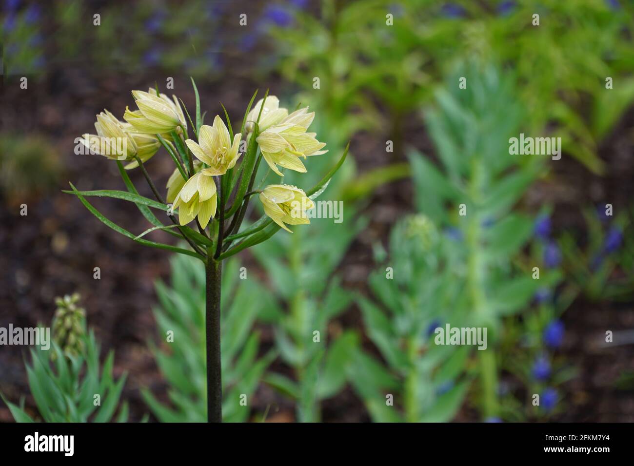 Single yellow flowering fritillaria raddeana also known as dwarf crown ...