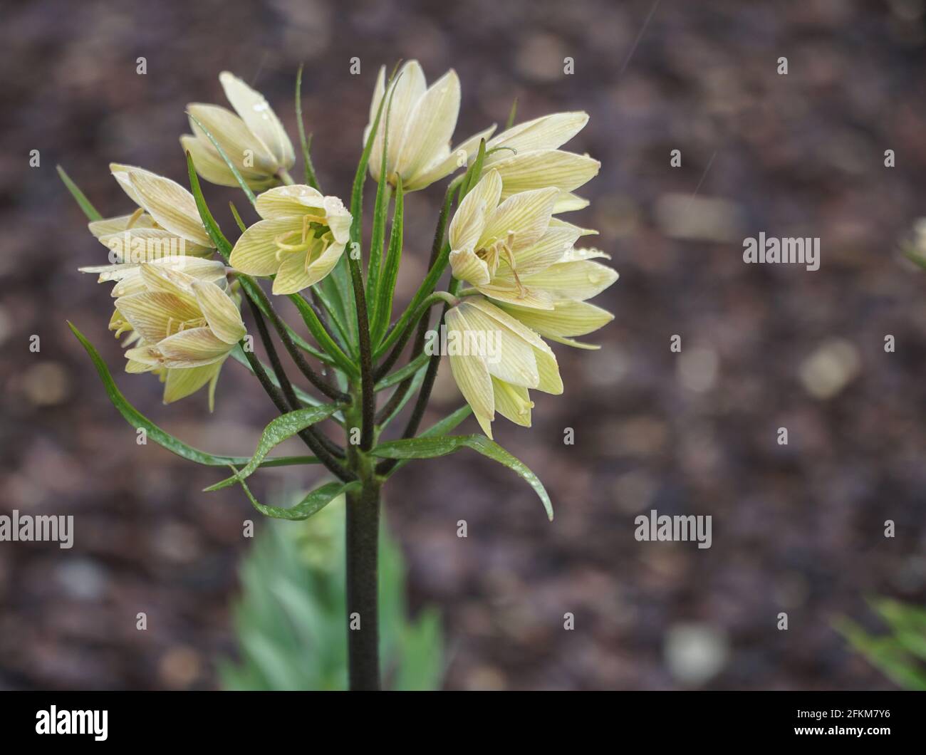 Single yellow flowering fritillaria raddeana also known as dwarf crown ...