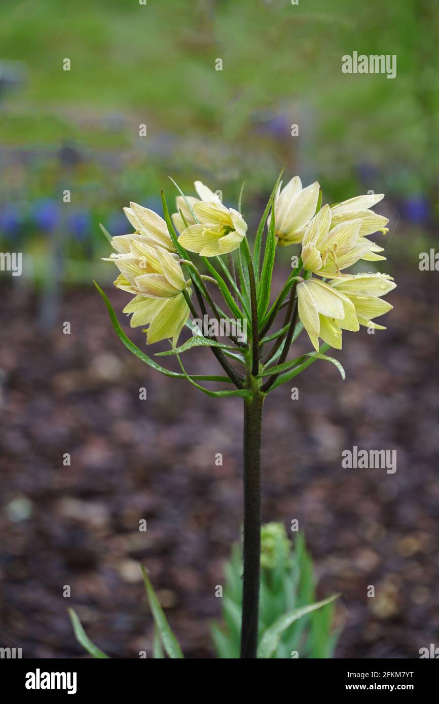 Single yellow flowering fritillaria raddeana also known as dwarf crown ...