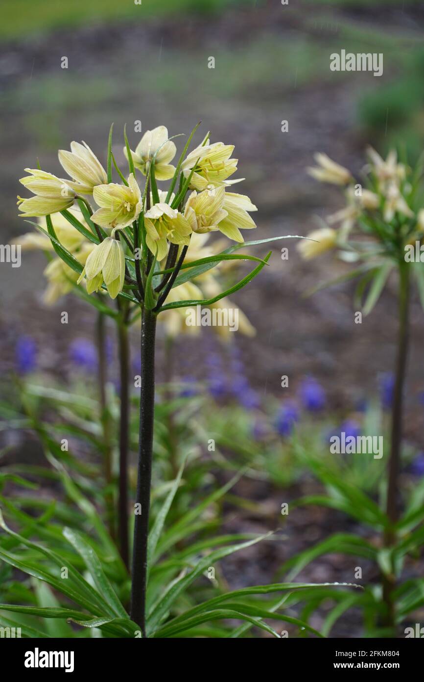 Yellow flowering fritillaria raddeana also known as dwarf crown ...