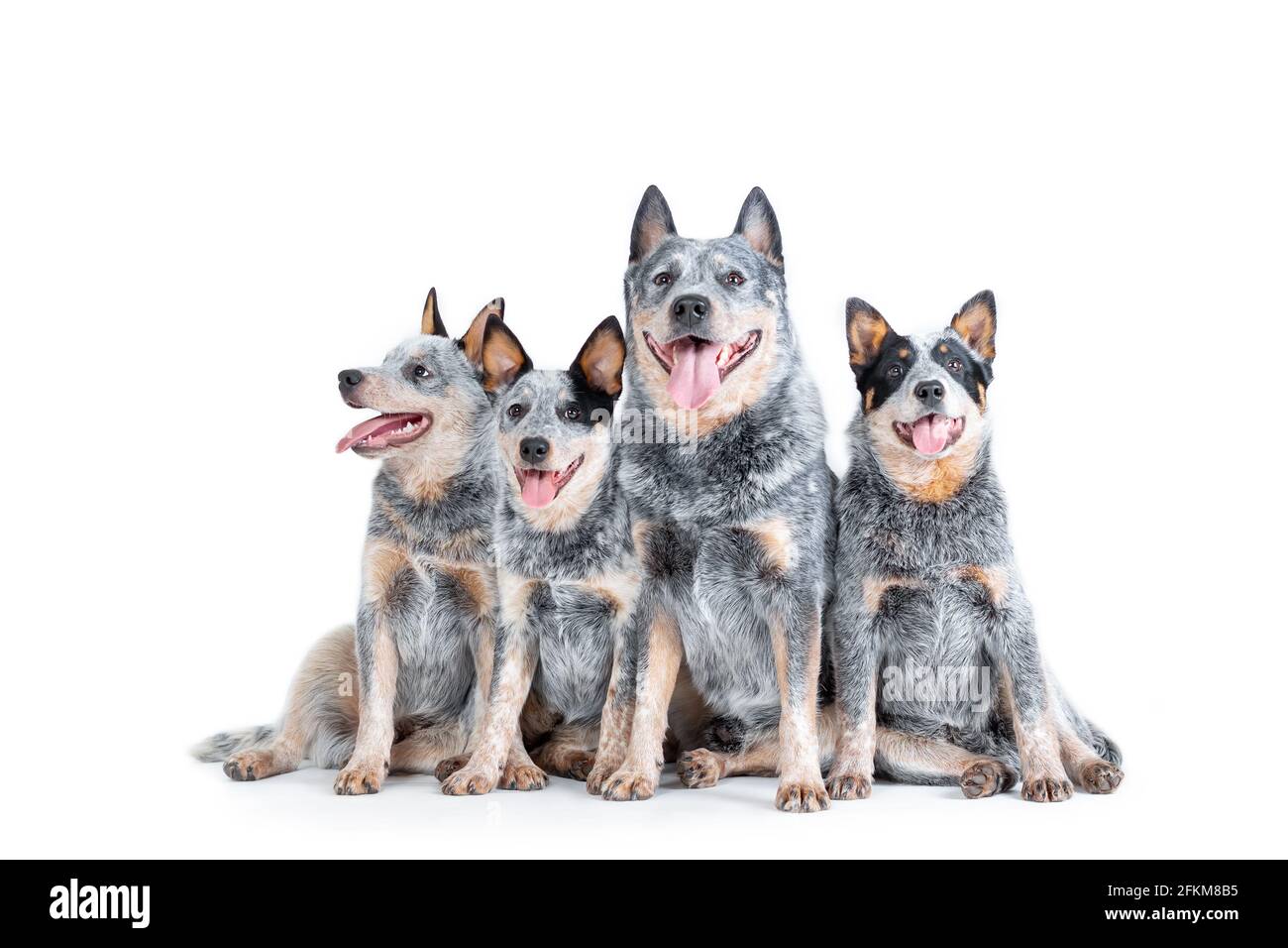 blue heeler or australian cattle dog with puppies sitting isolated ...