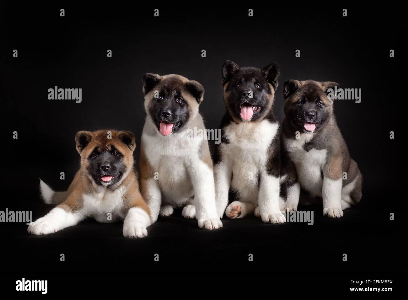 American akita with family hi-res stock photography and images - Alamy