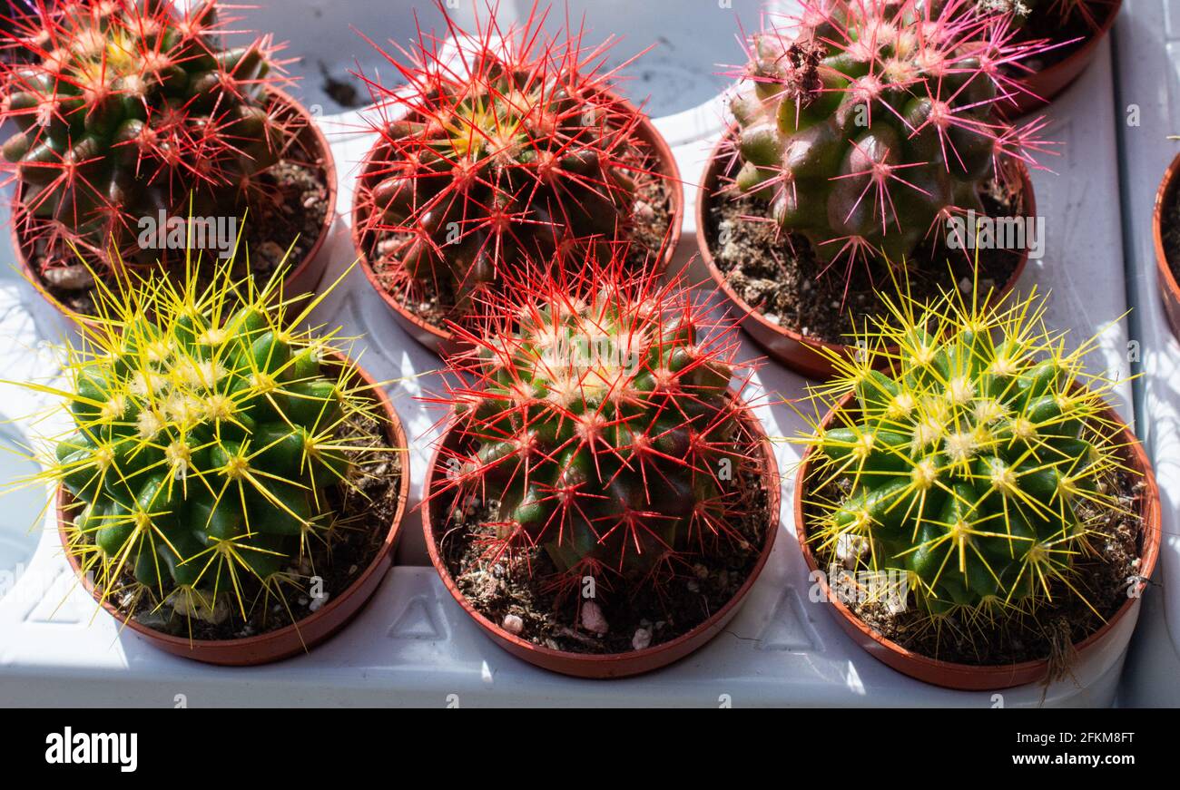 Potted cactus house plant in small plastic pot Stock Photo - Alamy