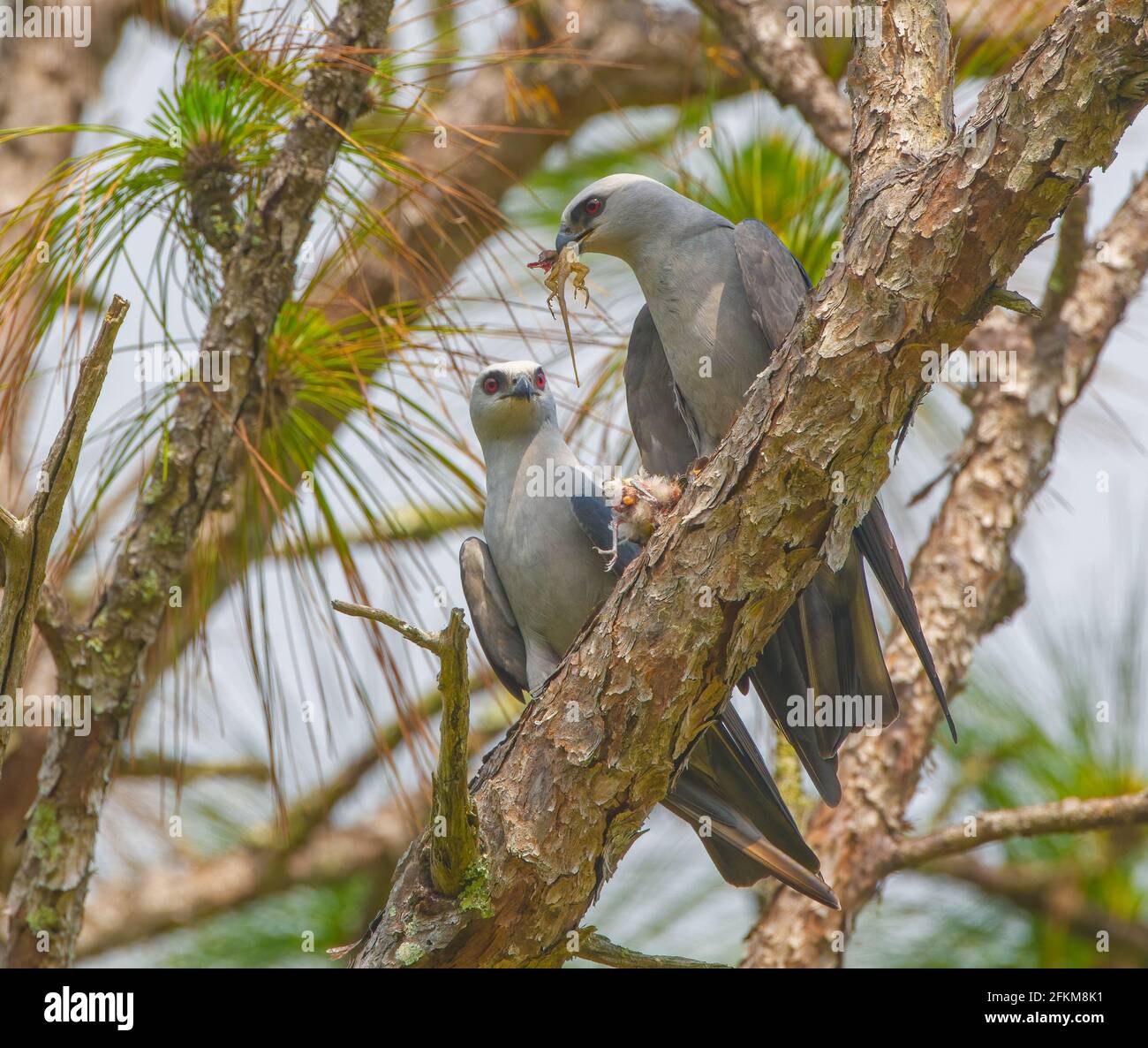 Gray lizard in wild hi-res stock photography and images - Alamy