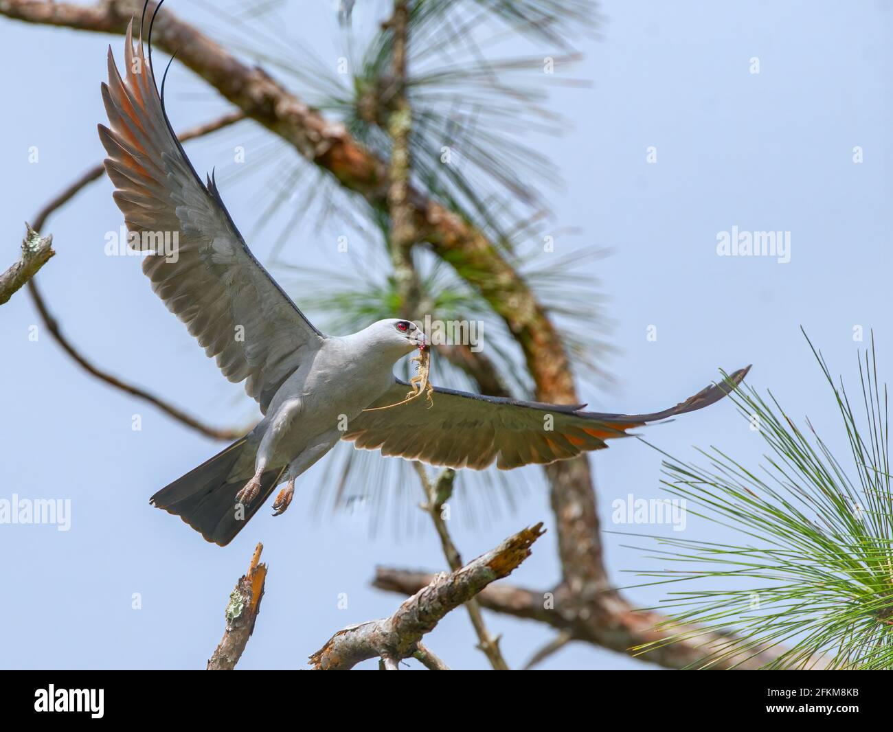 Flying a kite tree hi-res stock photography and images - Alamy