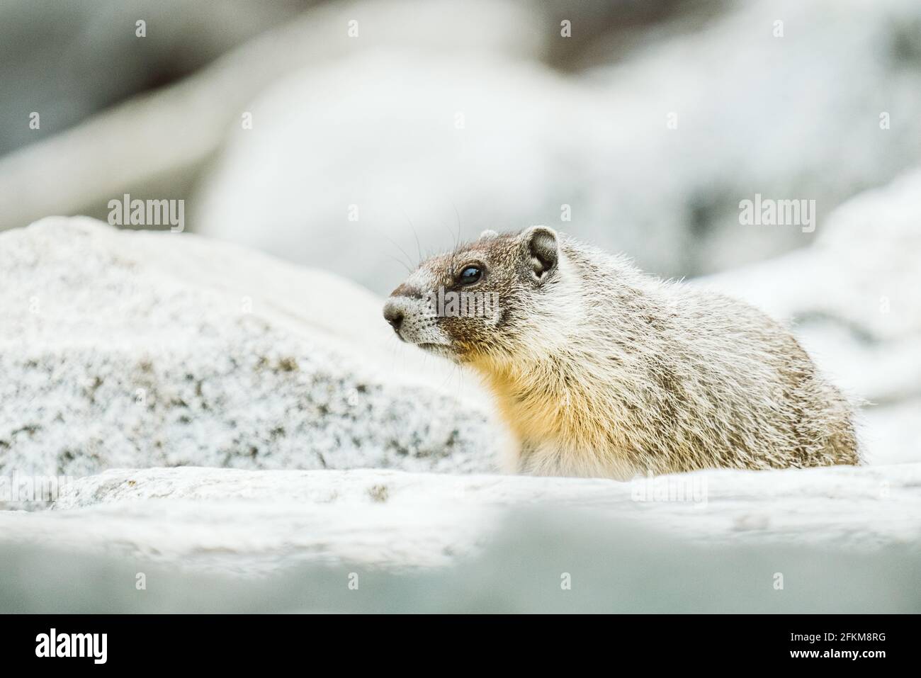 Side view of a marmot at Lake Chelan State Park Stock Photo - Alamy