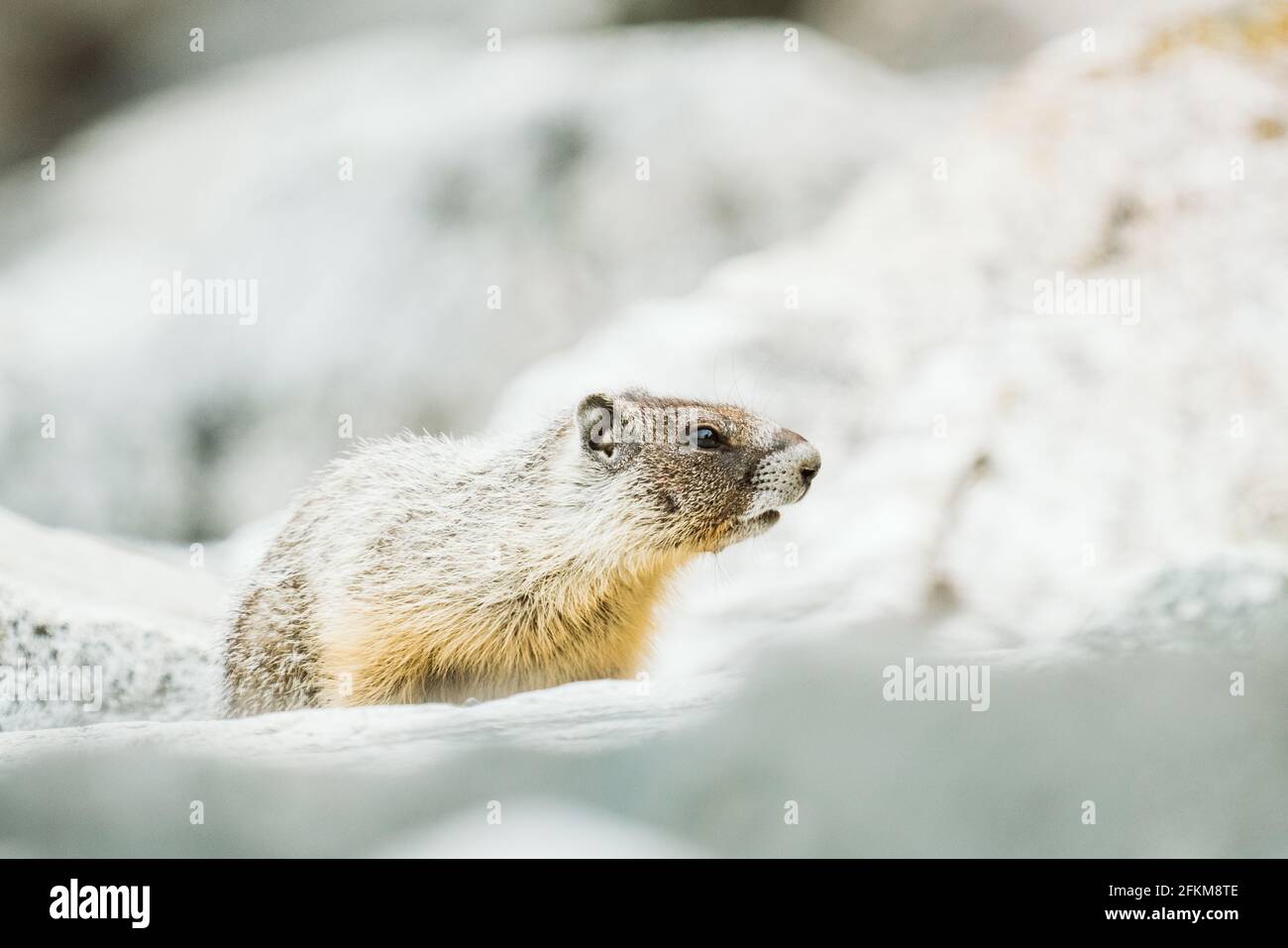 Side view of a yellow-bellied marmot Stock Photo - Alamy