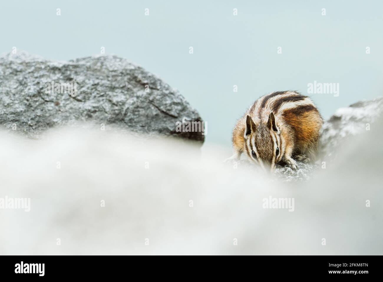 Chipmunk carnivore hi-res stock photography and images - Alamy