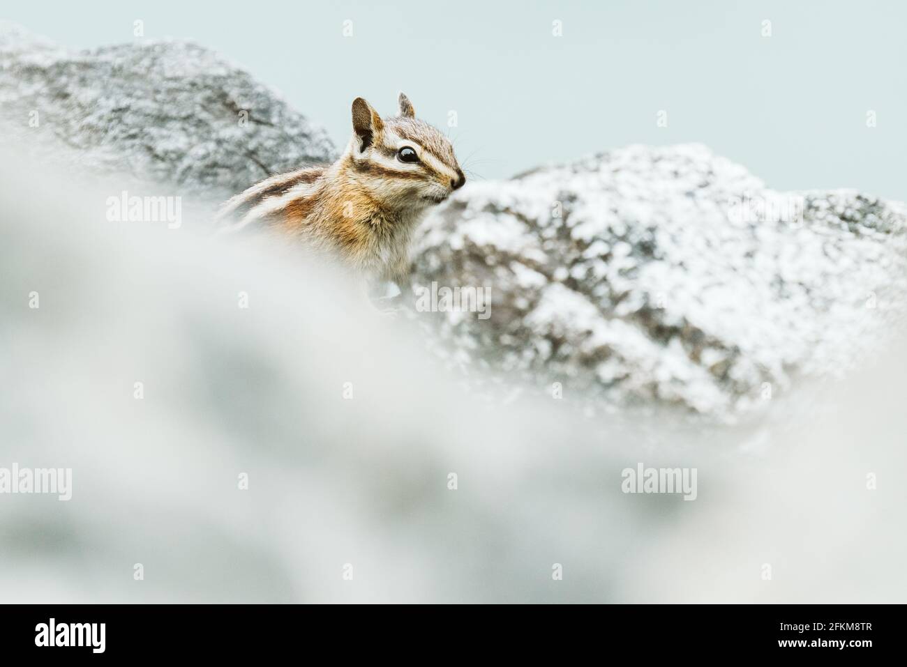 Side view of a chipmunk looking out from behind a rock Stock Photo - Alamy