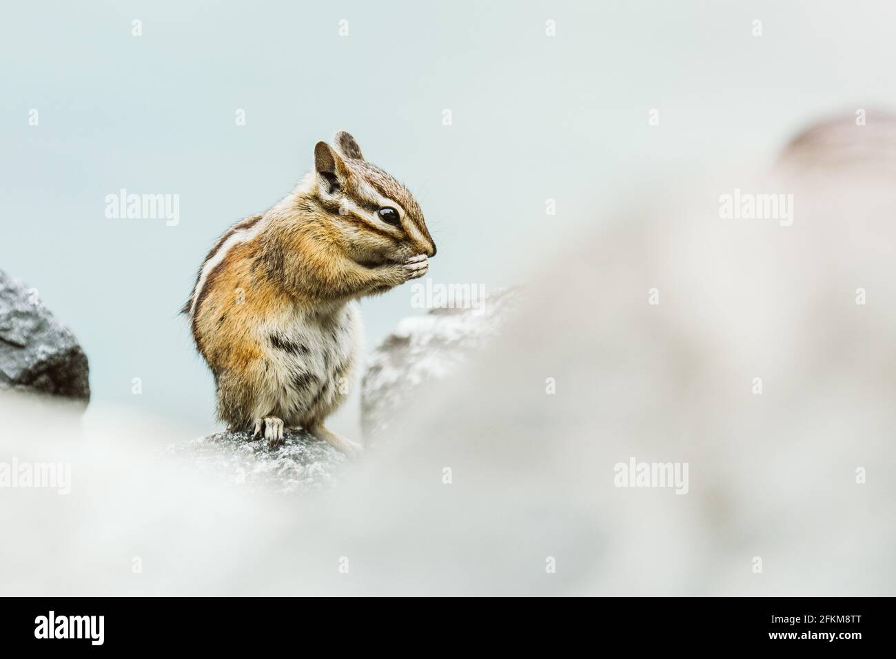 Side view of a chipmunk with its hands over its mouth Stock Photo - Alamy