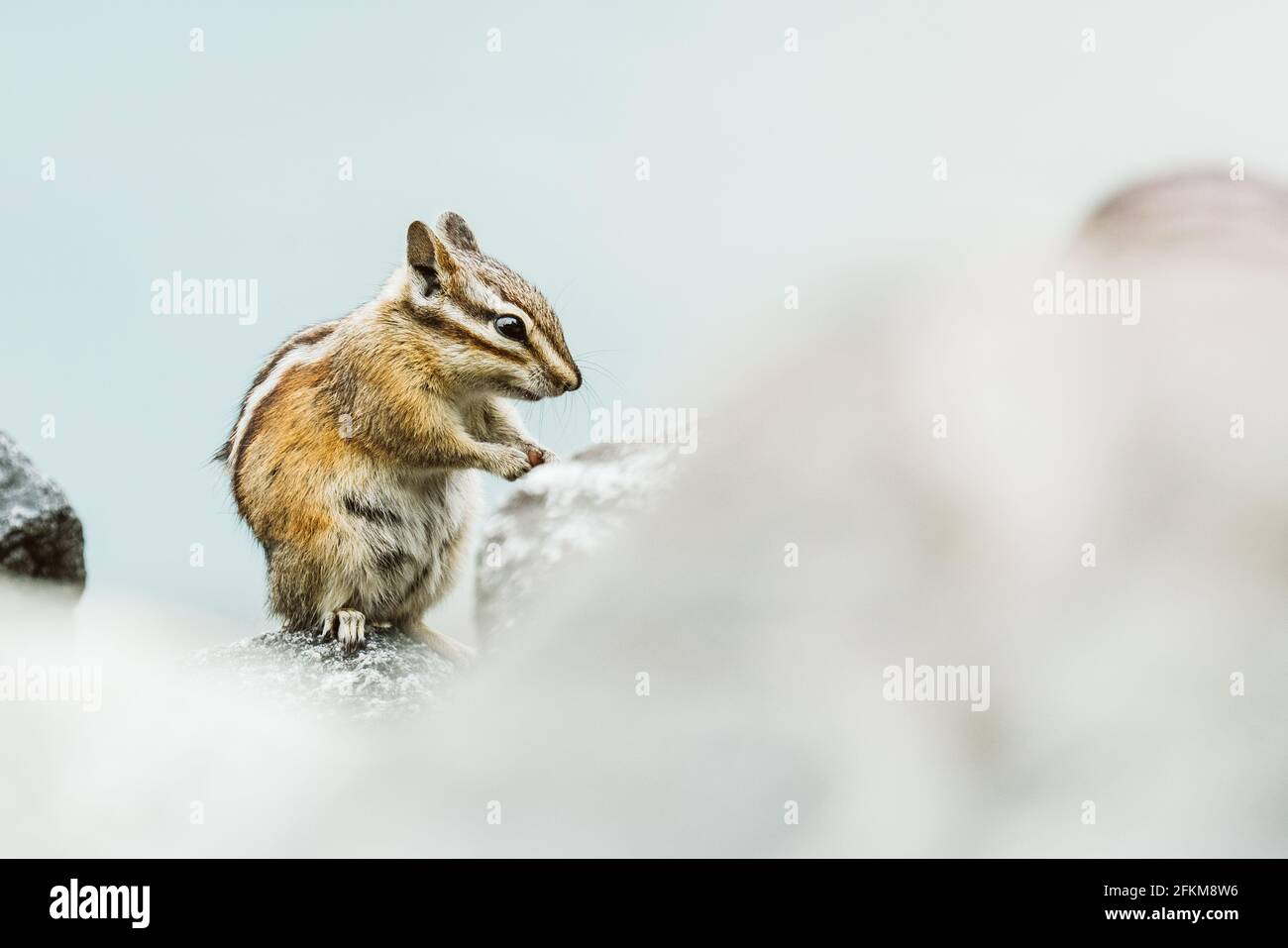 Organ mountains chipmunk hi-res stock photography and images - Alamy