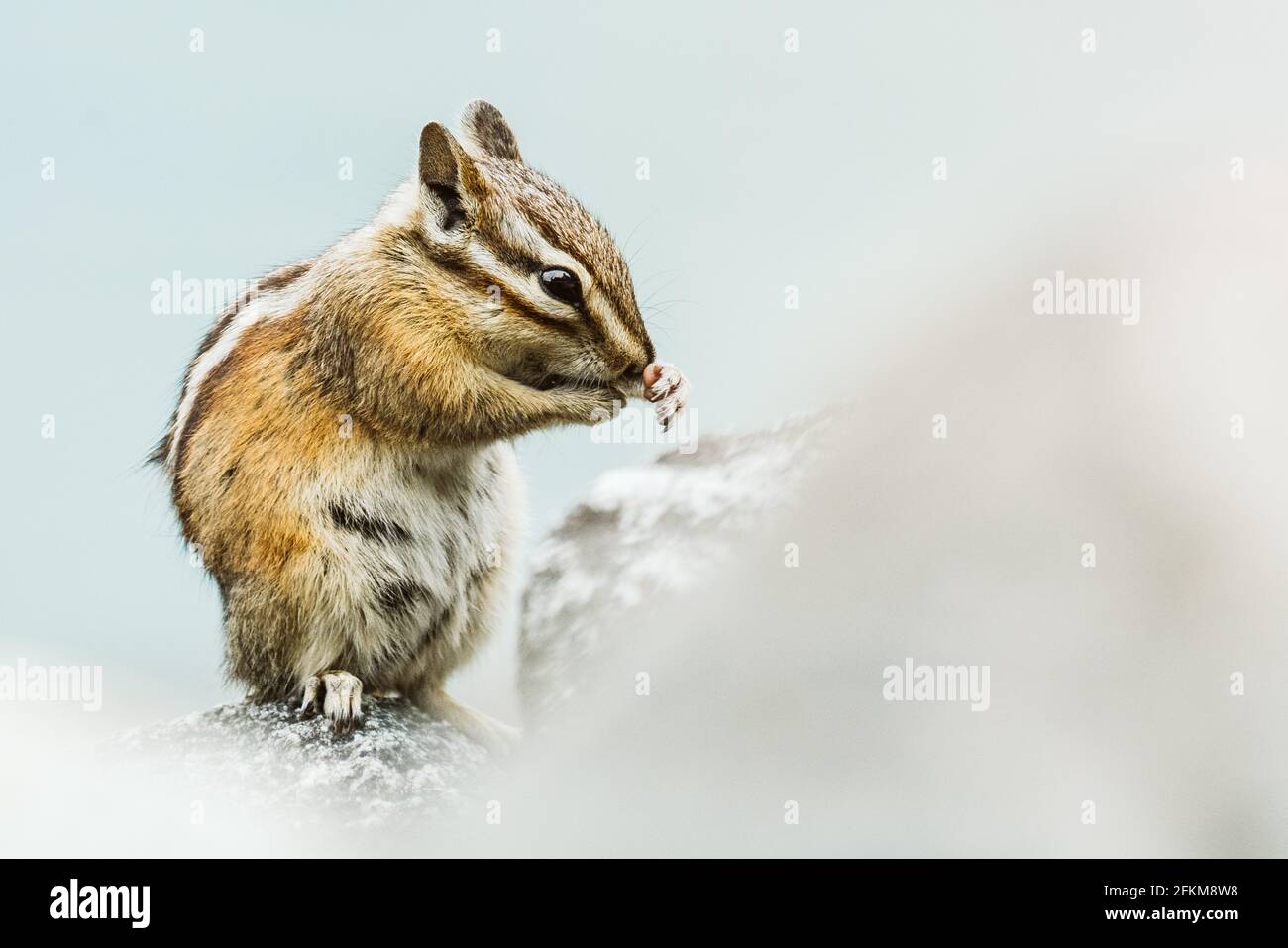 Chipmunks nose to nose hi-res stock photography and images - Alamy