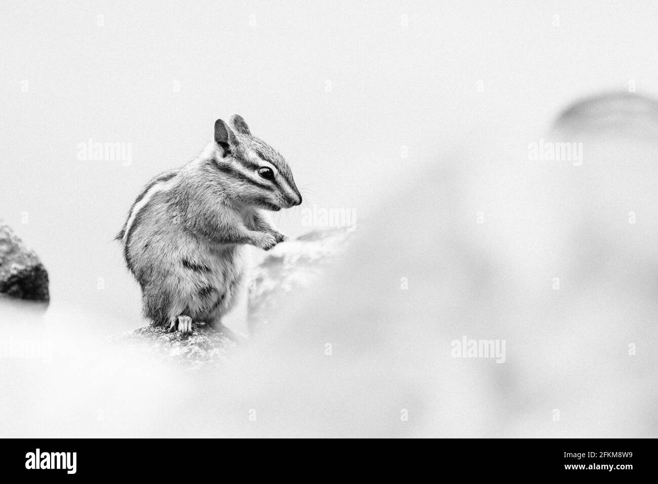 Black chipmunk Black and White Stock Photos & Images - Alamy