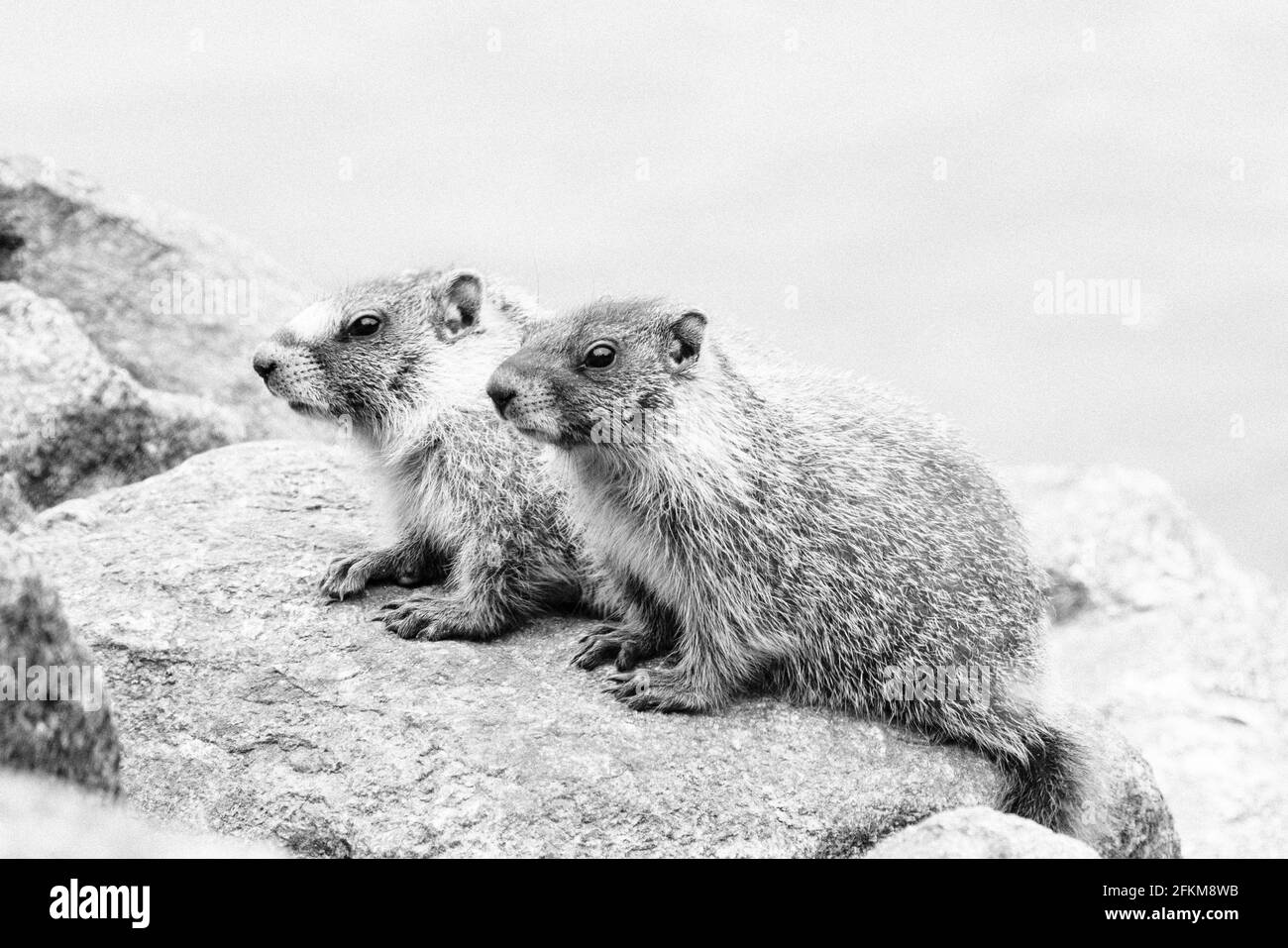 Rock marmot Black and White Stock Photos & Images - Alamy