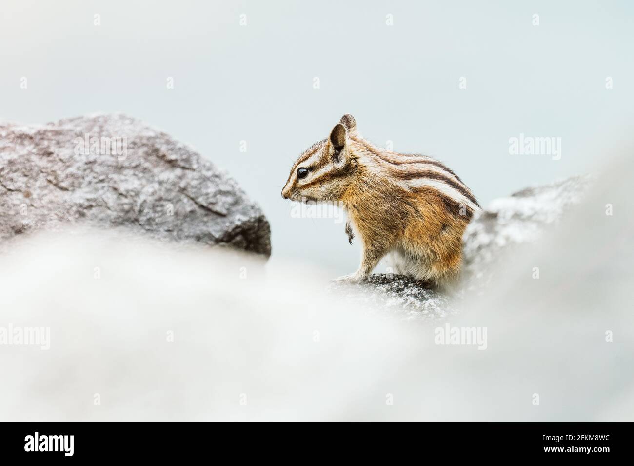Side view of a Yellow-pine Chipmunk at Lake Chelan State PArk Stock ...
