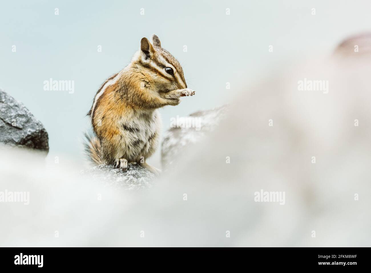 A chipmunk cleaning its arms on a rock jetty Stock Photo - Alamy
