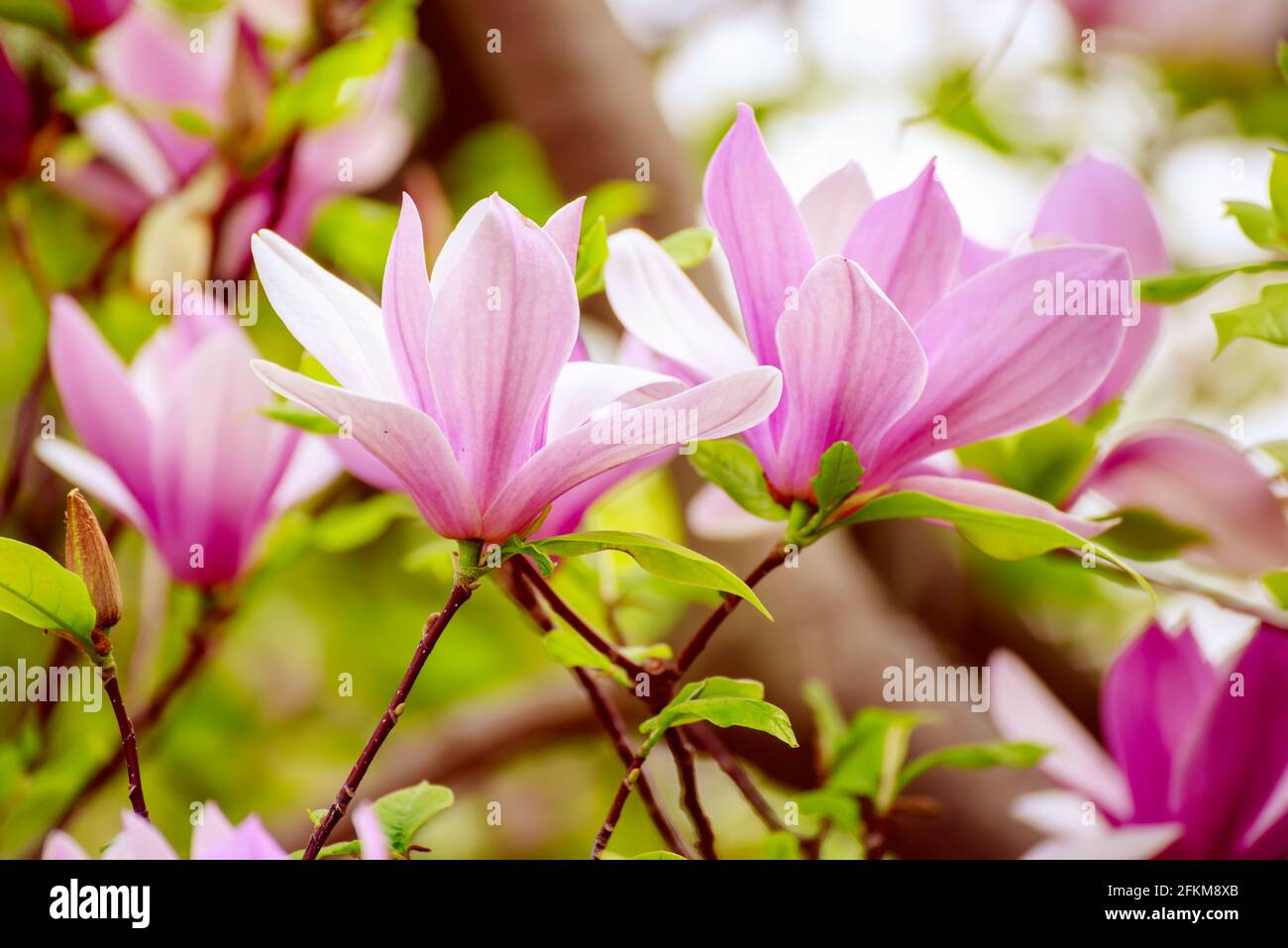 Magnolia spring flowers Stock Photo - Alamy