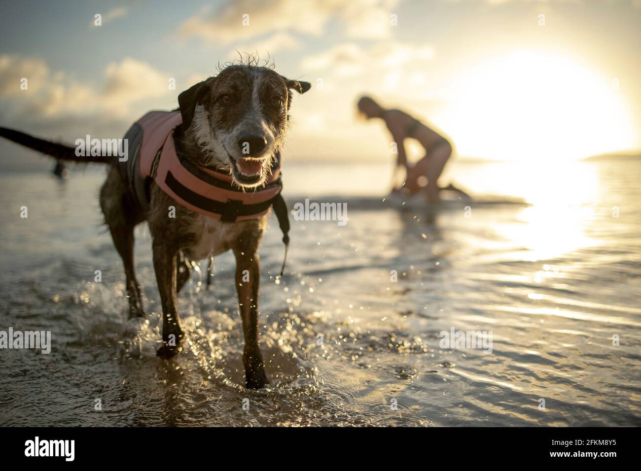 Happy scruffy dog hi-res stock photography and images - Alamy