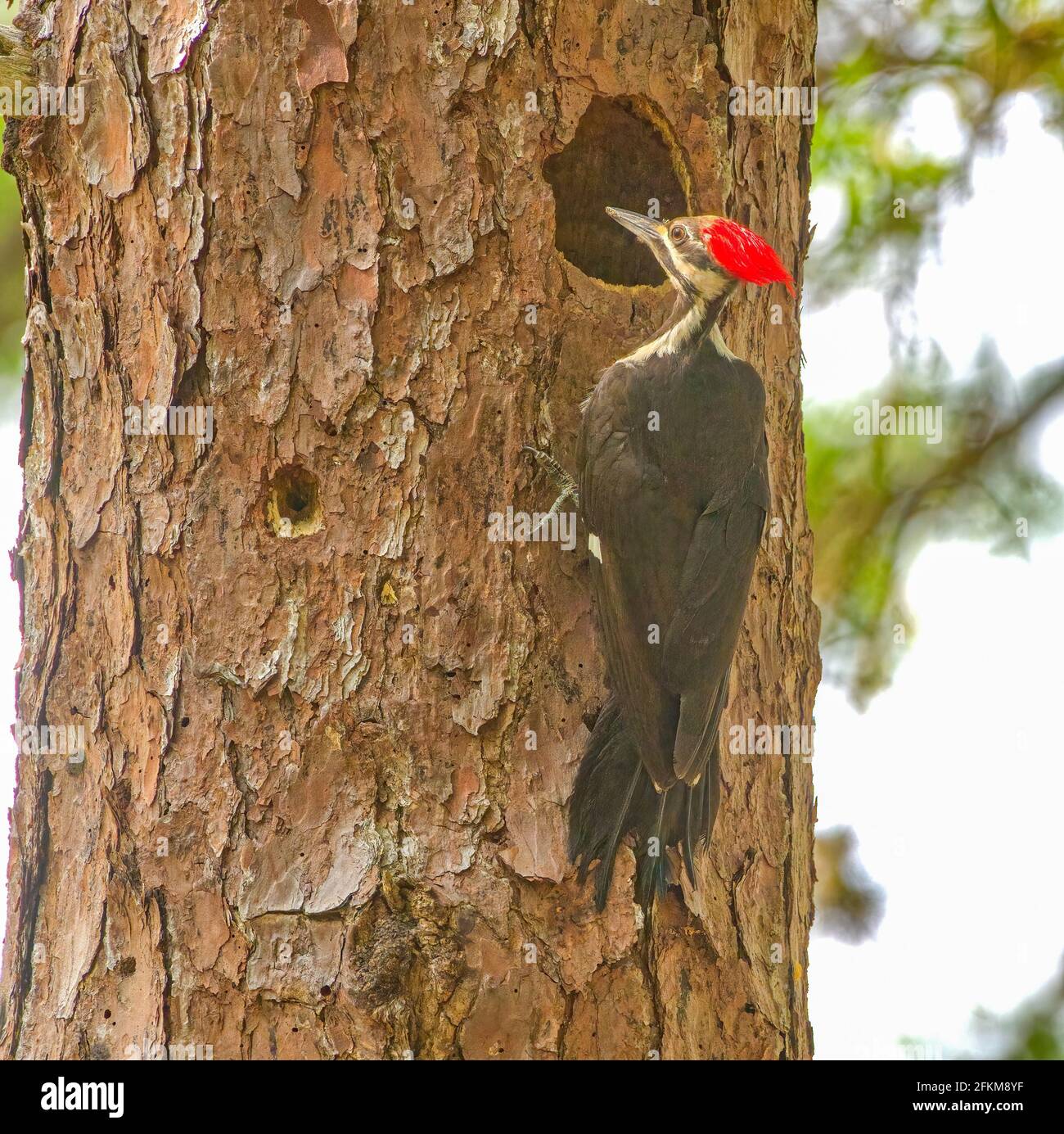 Colorful Woodpecker In Tree High Resolution Stock Photography and ...