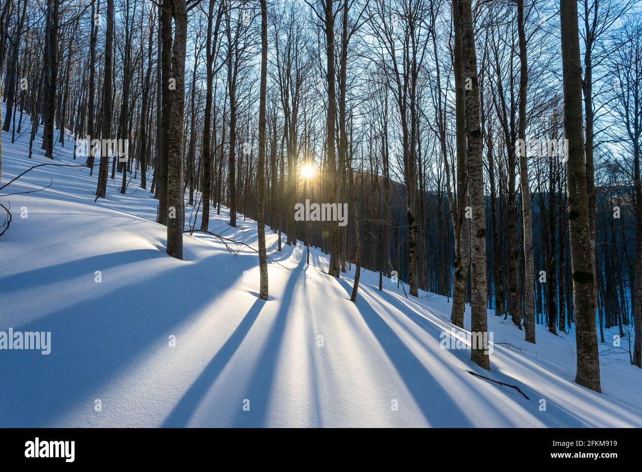 Sun rising through the trees in a winter day with snow on the ground ...