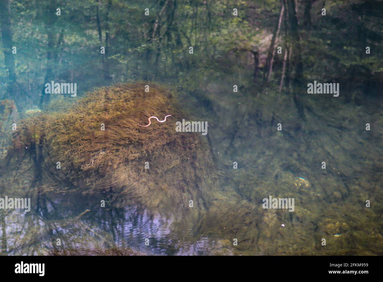 Transparent snake hi-res stock photography and images - Alamy