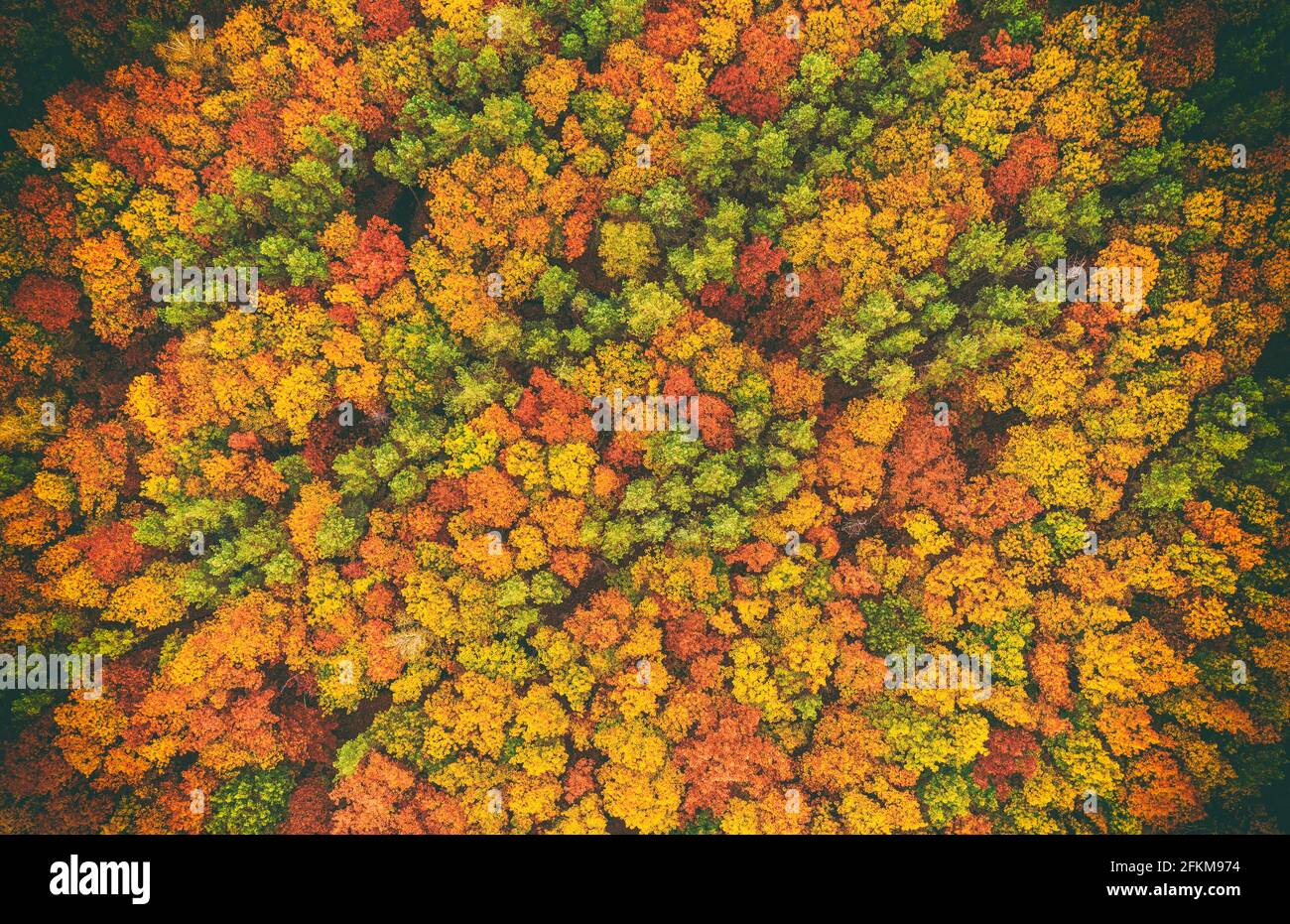 Autumn forest from above Stock Photo - Alamy