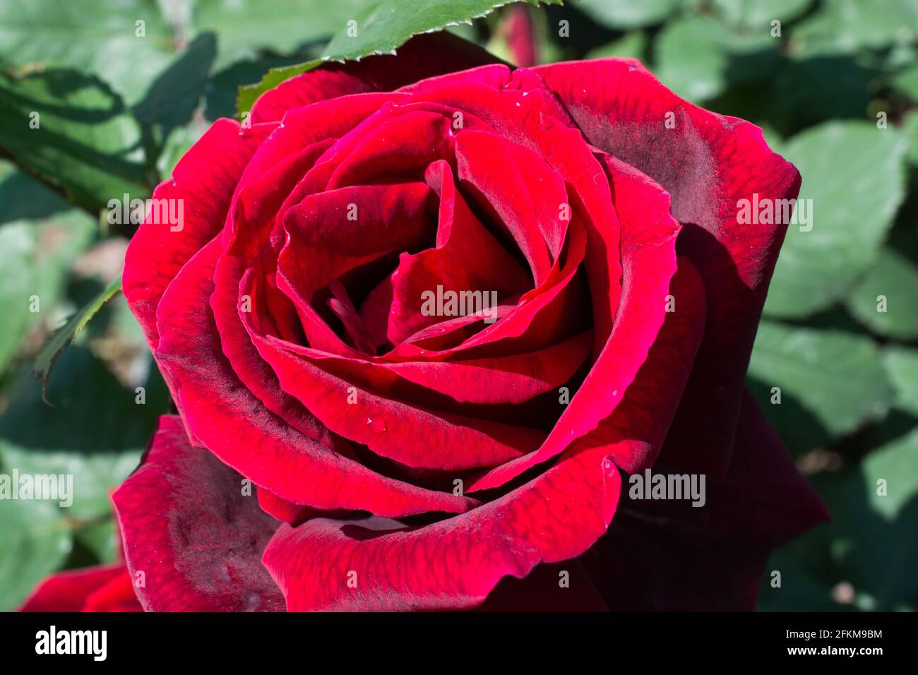Colorful fresh rose in the close up view Stock Photo - Alamy