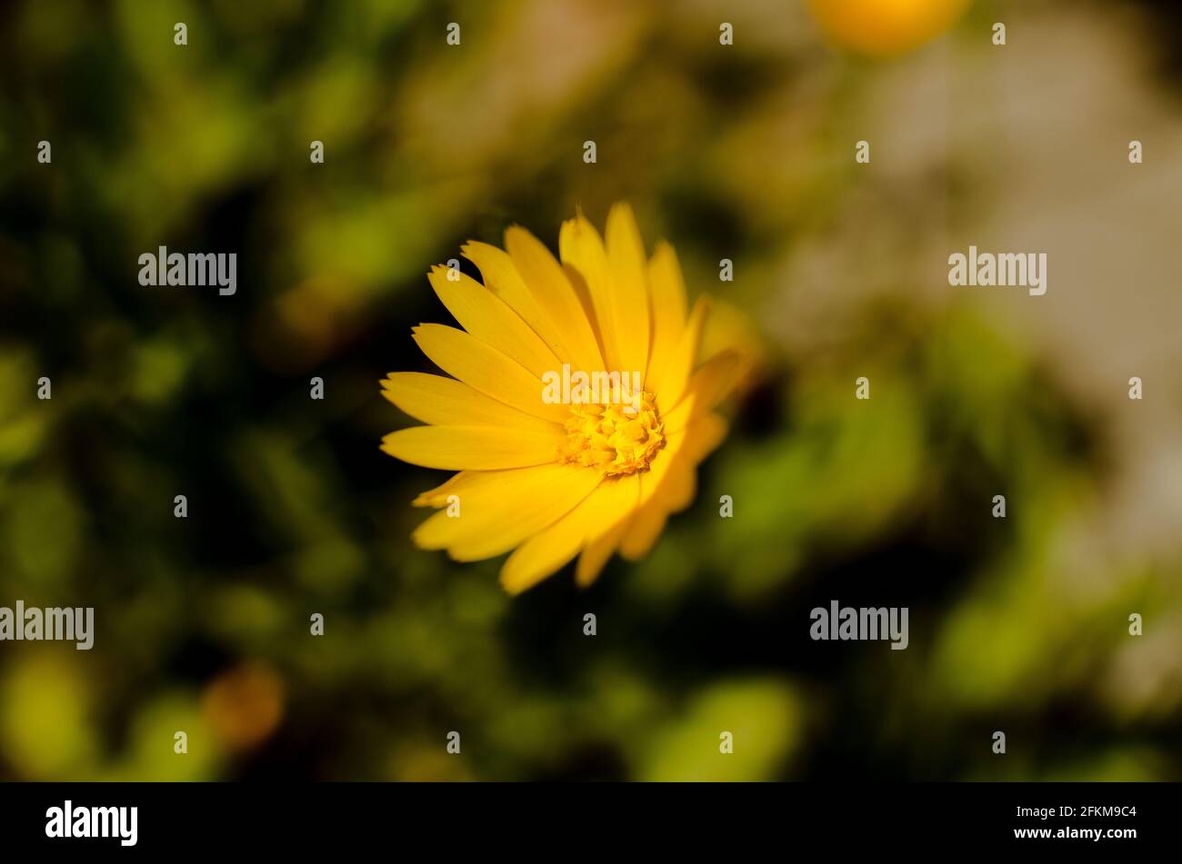 Pistels hi-res stock photography and images - Alamy