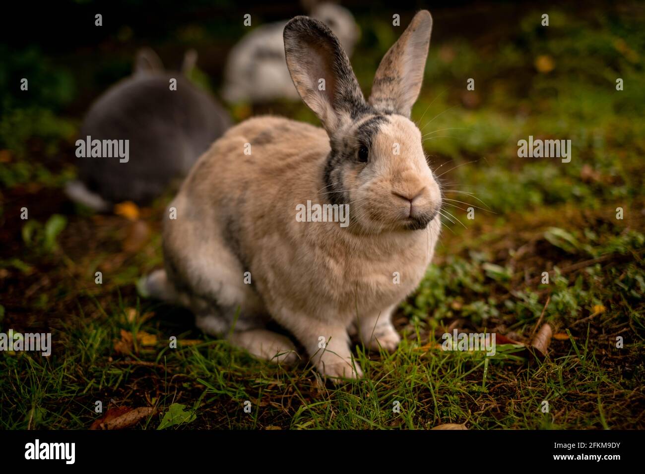 Orange rabbit posing in garden Stock Photo - Alamy