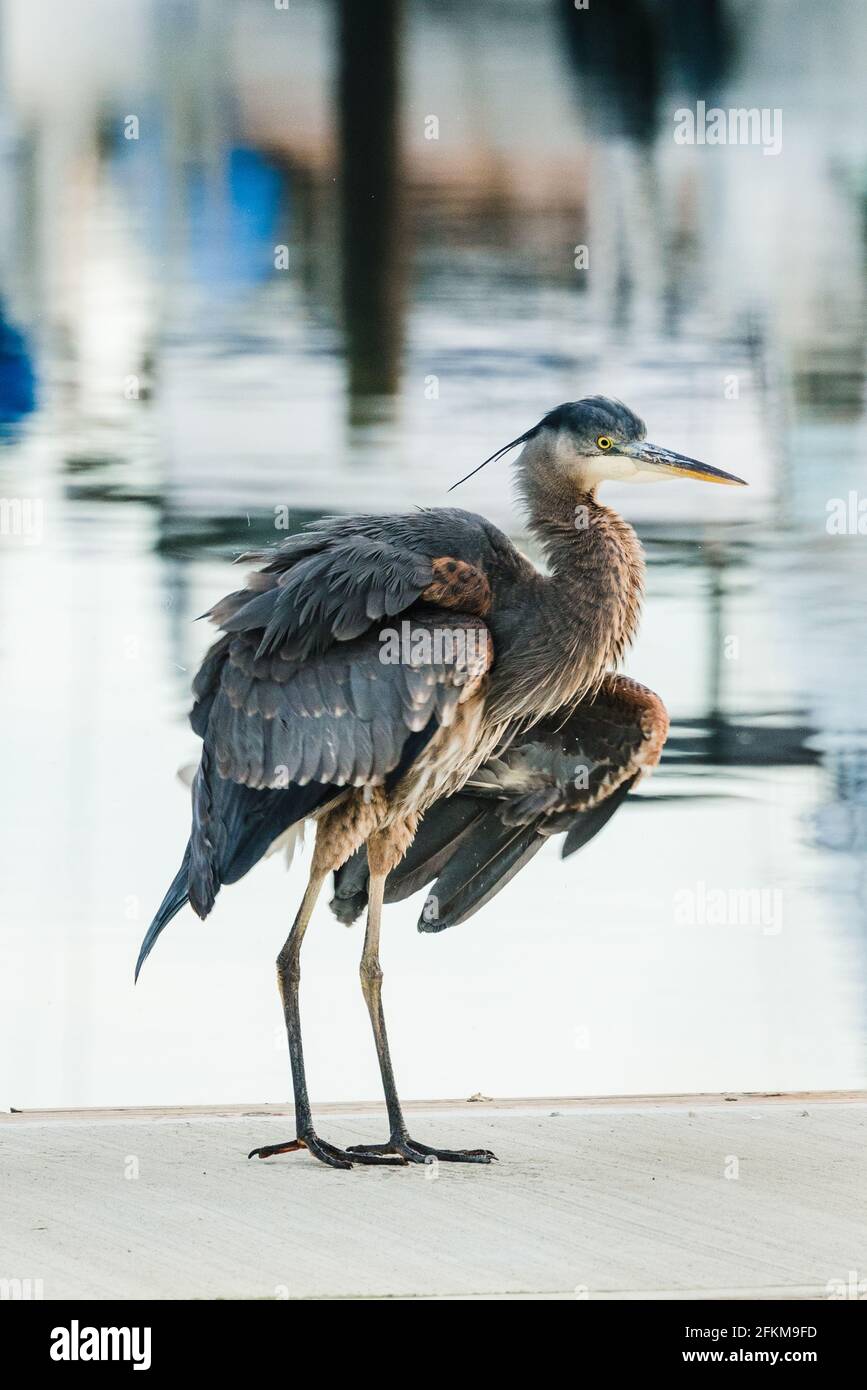 Fluffy heron feathers hi-res stock photography and images - Alamy