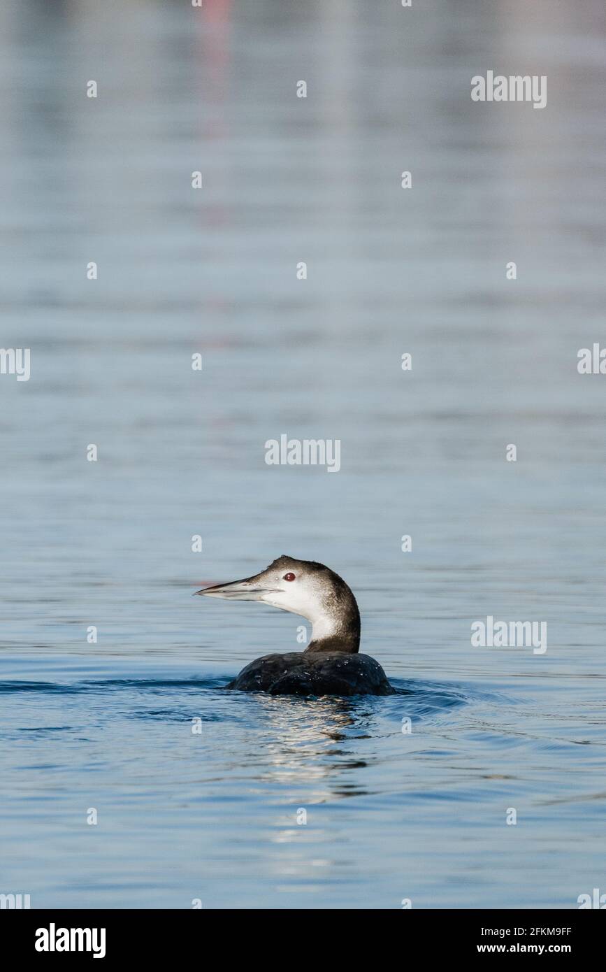 Eye contact with a young Common Loon Stock Photo - Alamy