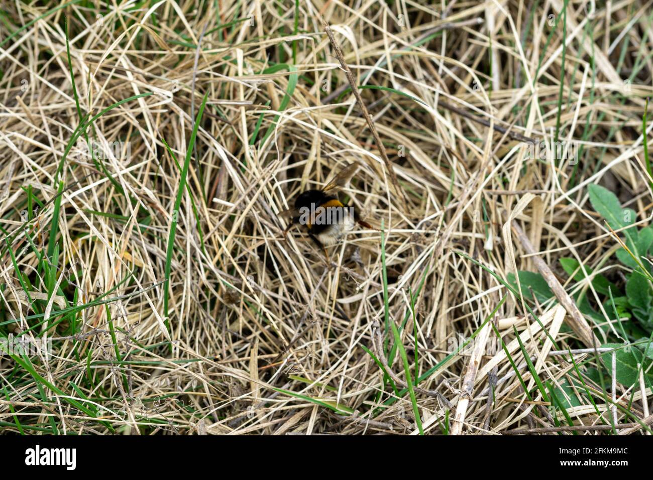A top view of a bumblebee isolated on the dry grass background Stock ...