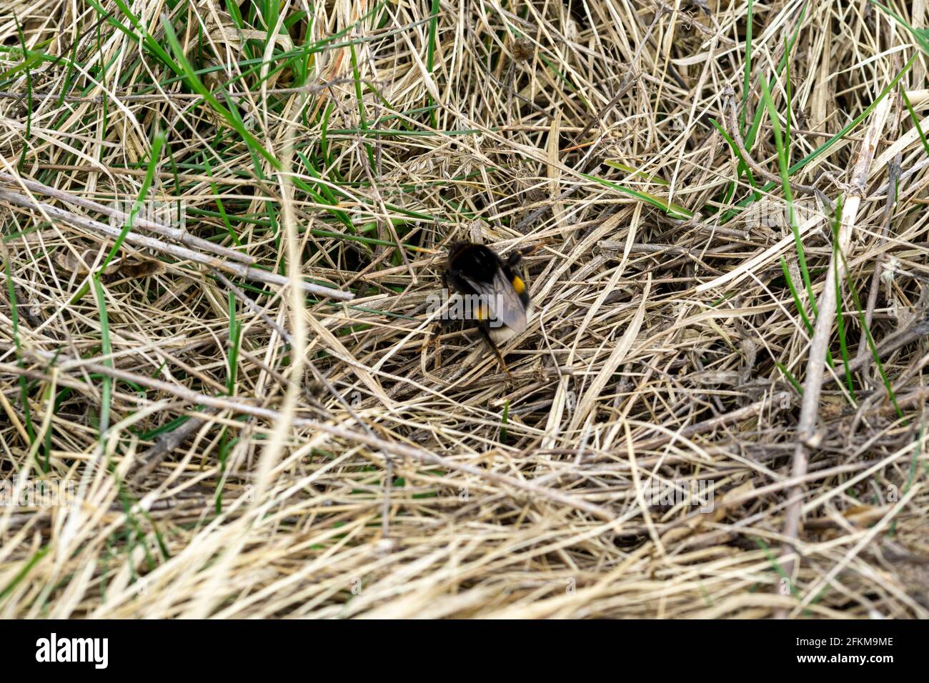 A top view of a bumblebee isolated on the dry grass background Stock ...