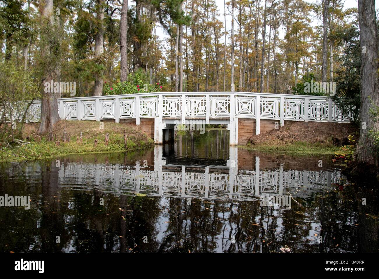 White bridge in a green swamp Stock Photo - Alamy
